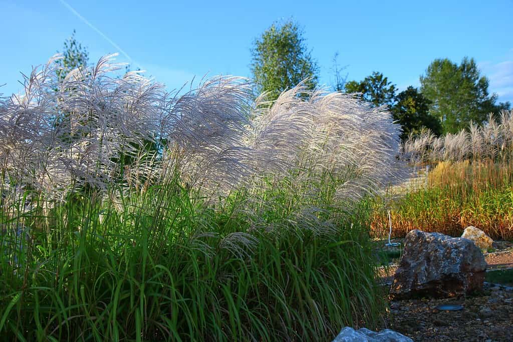 12 Beautiful Grass Types Perfect for Southern California Yards - A-Z ...