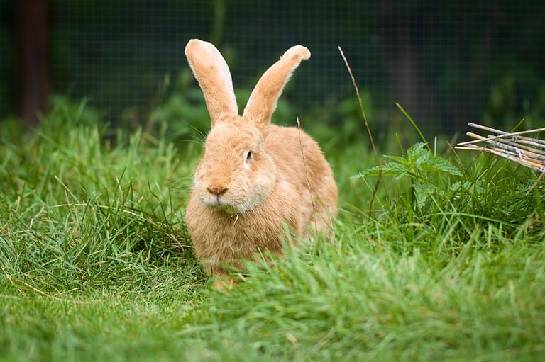 Flemish Giant Rabbit Colors: Rarest to Most Common - A-Z Animals
