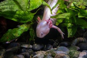 Axolotl As A Pet: The Ultimate Guide To Caring For Your Axolotl - A-Z ...