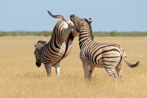 Can Zebras Be Domesticated? - A-Z Animals