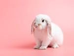 Holland Lop Lifespan: How Long Do These Rabbits Live? - A-Z Animals