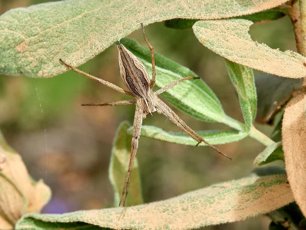 9 Scary Spiders Found in France - A-Z Animals