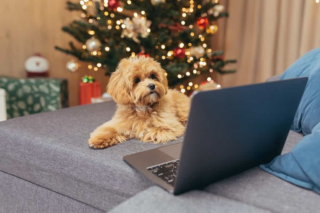 Maltipoo Colors: Rarest to the Most Common - A-Z Animals