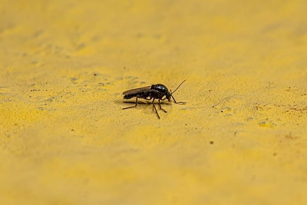 5 Pesky Critters That Hate the Smell of Citronella - A-Z Animals