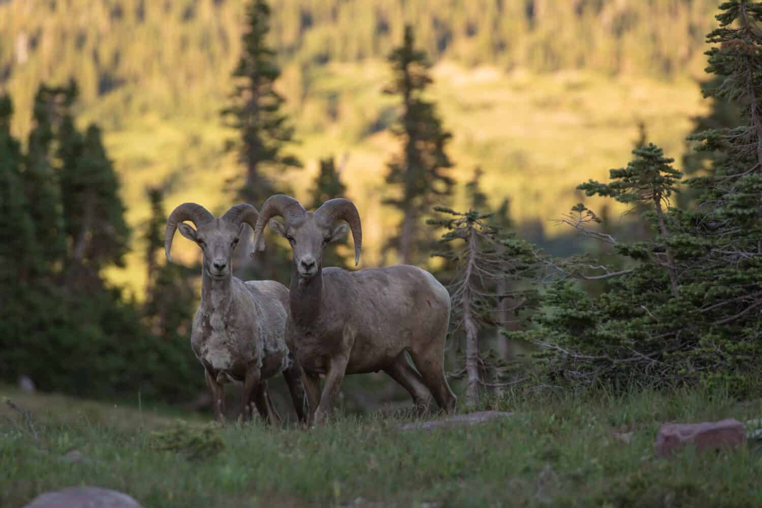 10 Mind-Blowing Facts About the Rocky Mountains - A-Z Animals