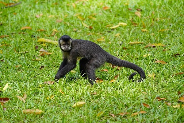 Complete List of Black Monkeys: Everything You Need to Know - A-Z Animals