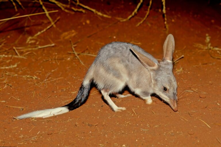 Discover 7 Amazing 5-Letter Animals - A-Z Animals