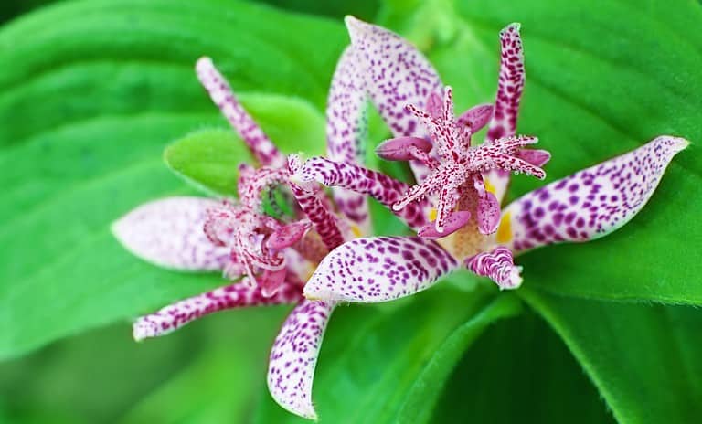 15 Best Perennial Flowers for Oklahoma - A-Z Animals