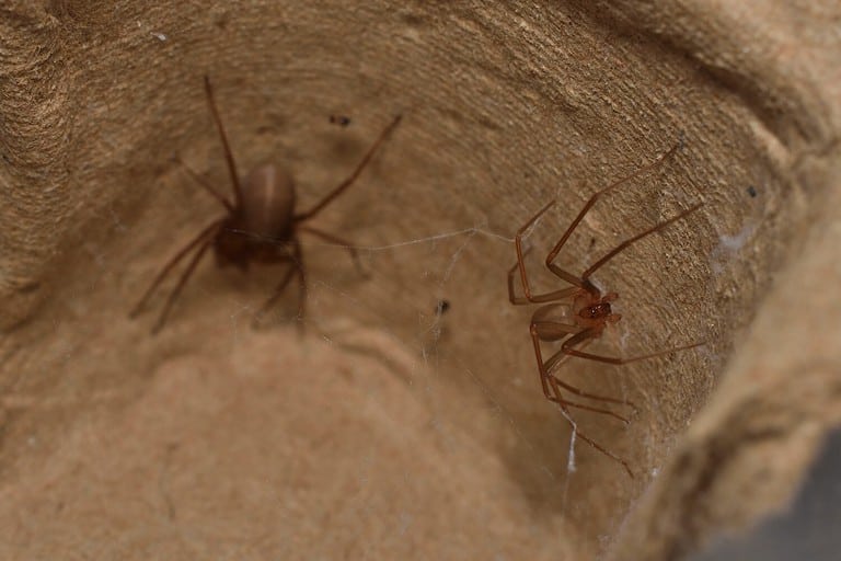 Brown Recluse Spiders in Georgia: Where They Live, What They Eat, How ...
