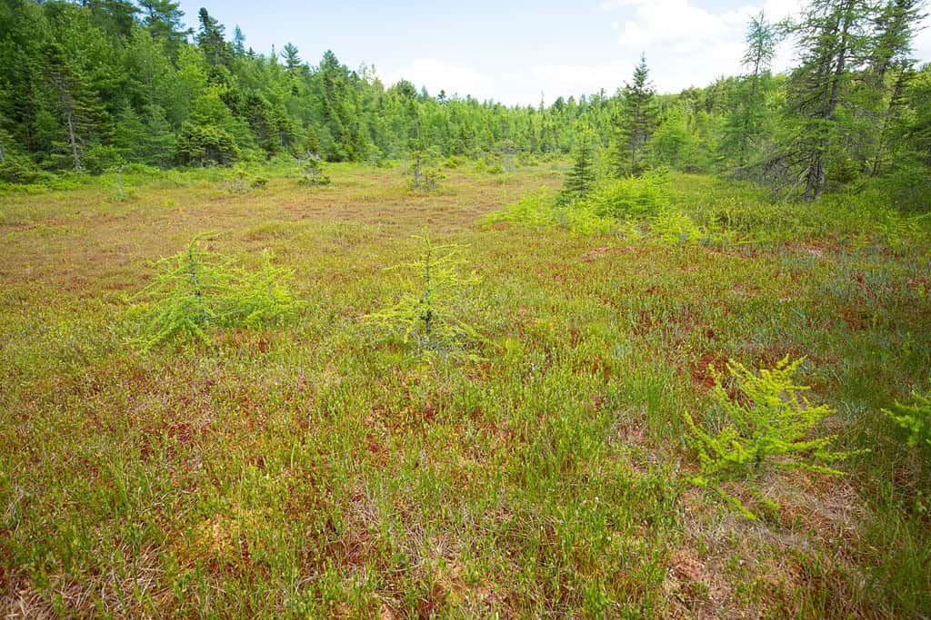 Discover 3 Animals That Lurk Atop New Hampshire's Tallest Mountain - A ...