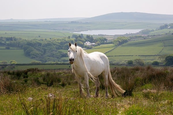 Discover the 15 Most Beautiful Wild Animals in England - A-Z Animals