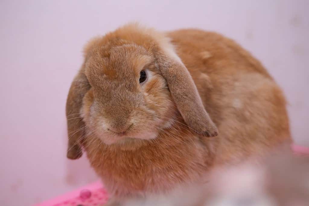 Holland Lop Colors: Rarest to Most Common - A-Z Animals