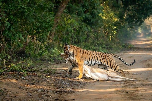 9 Purr-fectly Wild Tiger Facts - A-Z Animals