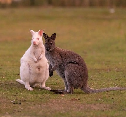 Leucistic vs. Albino: What's the Difference and Why Does It Matter? - A ...