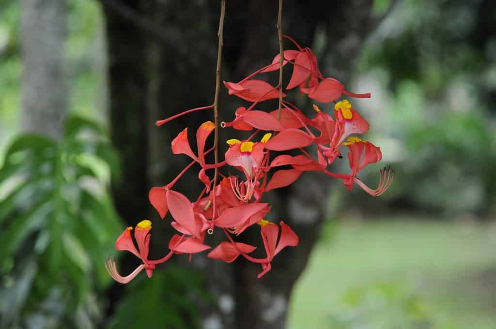 21 Gorgeous Flowering Trees That Thrive in Hawaii - A-Z Animals
