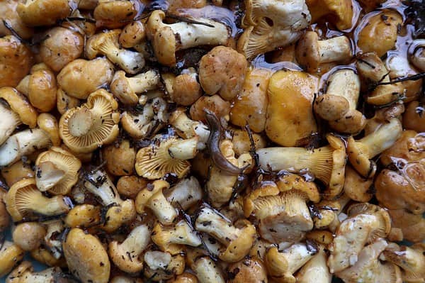 How to Wash Mushrooms - A-Z Animals