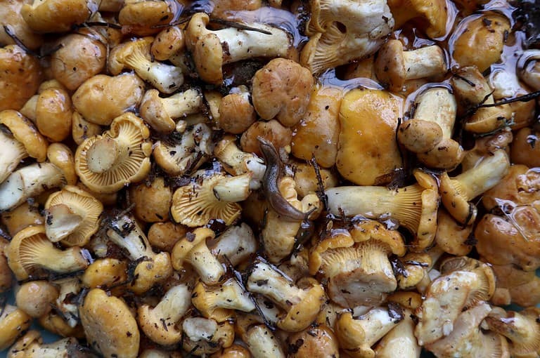 11 Animals That Love Eating and Feasting on Mushrooms - A-Z Animals