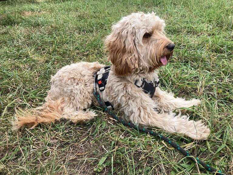 Cockapoo Colors: Rarest to the Most Common - A-Z Animals