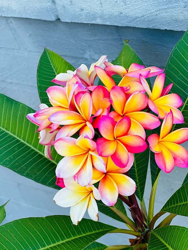 16 Flowers That Mean Sadness - A-Z Animals