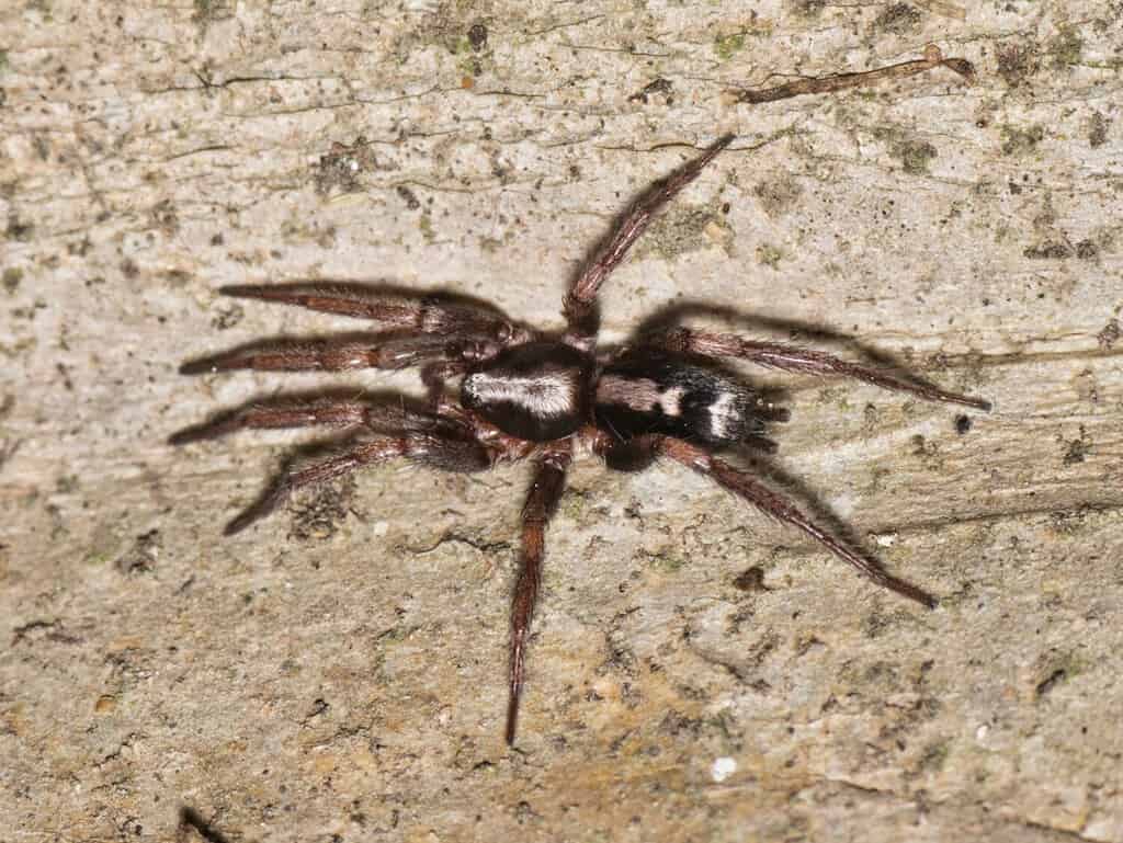 28 Scary Spiders Found in Canada - A-Z Animals