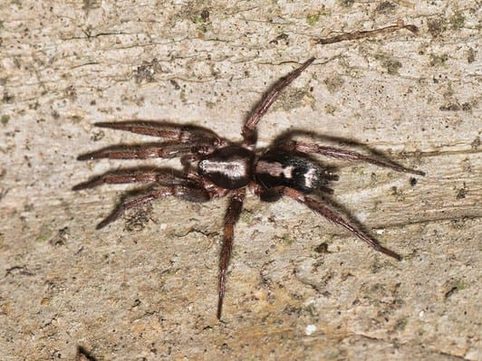 27 Common Spiders in Texas - A-Z Animals