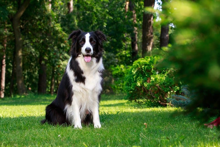 How Smart Are Border Collies? Everything We Know About Their ...