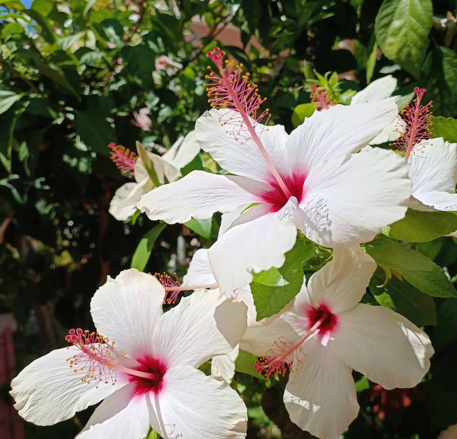 21 Gorgeous Flowering Trees That Thrive in Hawaii - A-Z Animals
