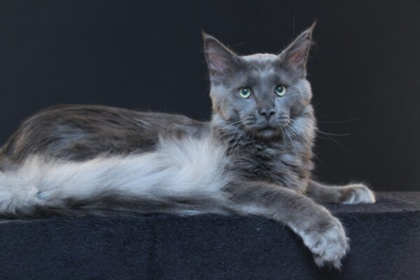 265 Amazing and Clever Maine Coon Cat Names - A-Z Animals