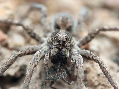 Tarantula Habitats Explained, From Tree Tops to Tunnels - A-Z Animals
