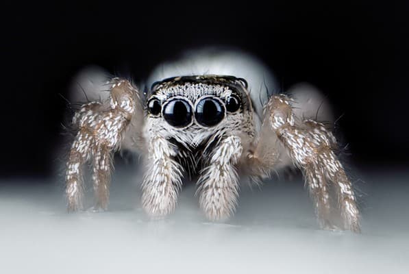 Amazing Facts About Jumping Spiders, Nature's Cute and Colorful ...