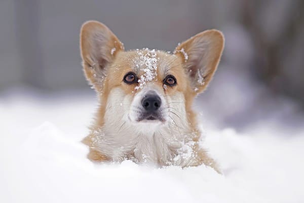 The 230+ Best Alaskan Dog Names and Their Meanings - A-Z Animals