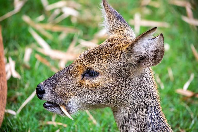 18 Mythical Creatures and Their Real-Life Origins - A-Z Animals