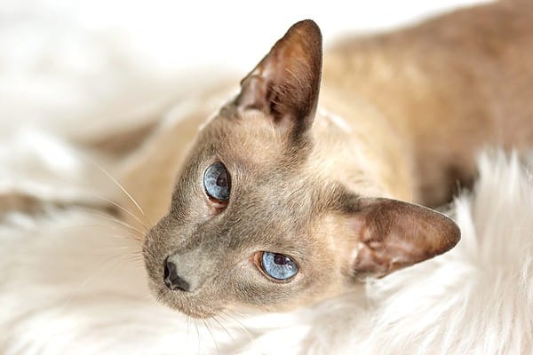 Siamese Cat Colors: Most Common to Rarest - A-Z Animals