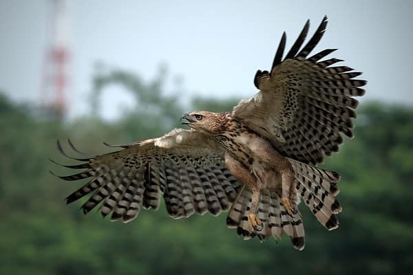 Discover the Biggest Velociraptor Ever Found - A-Z Animals