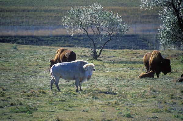 The Rare White Bison Is a One-in-a-Million Sight - A-Z Animals