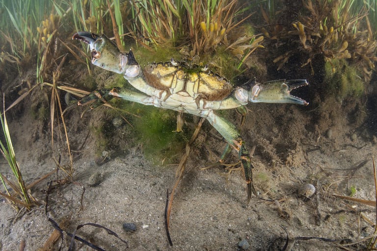 Discover the 15+ Types of Crabs Crawling Florida's Beaches - A-Z Animals