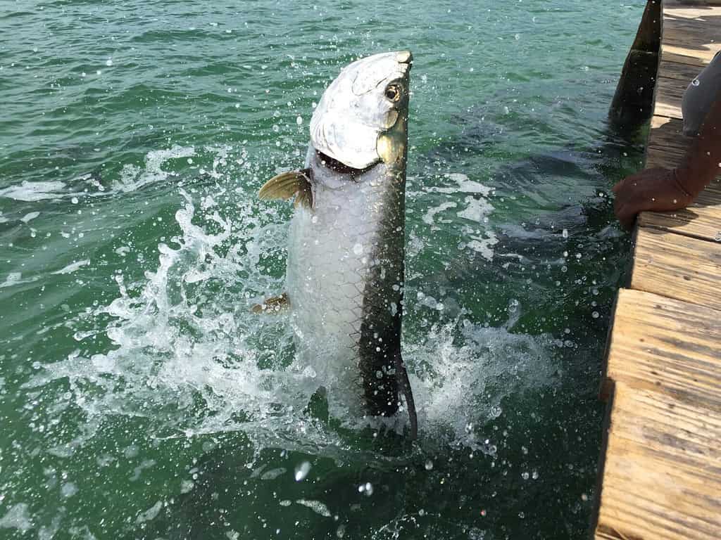 5 Reasons Florida Has the Best Fishing in the Country - A-Z Animals