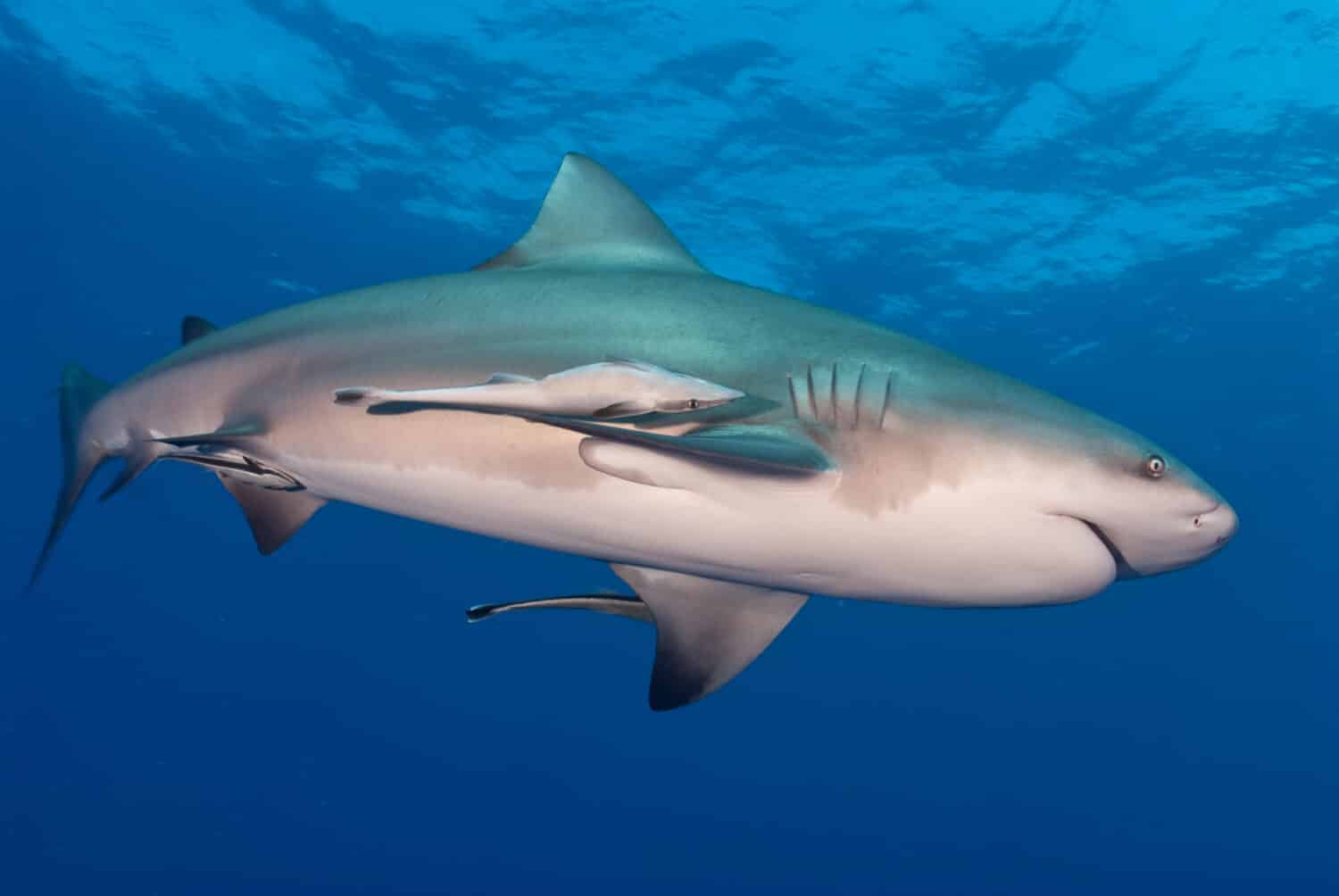 Images Of Bull Sharks