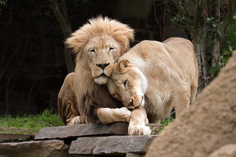 7 Sounds Lions Make and What They Mean - A-Z Animals