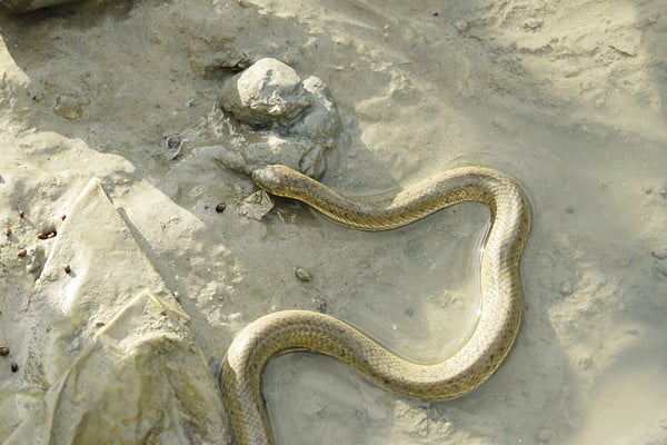 Meet 7 Snakes Found at the Yangtze River - A-Z Animals
