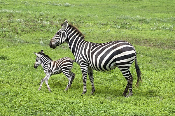 Baby Zebra: 10 Pictures and 10 Amazing Facts - A-Z Animals