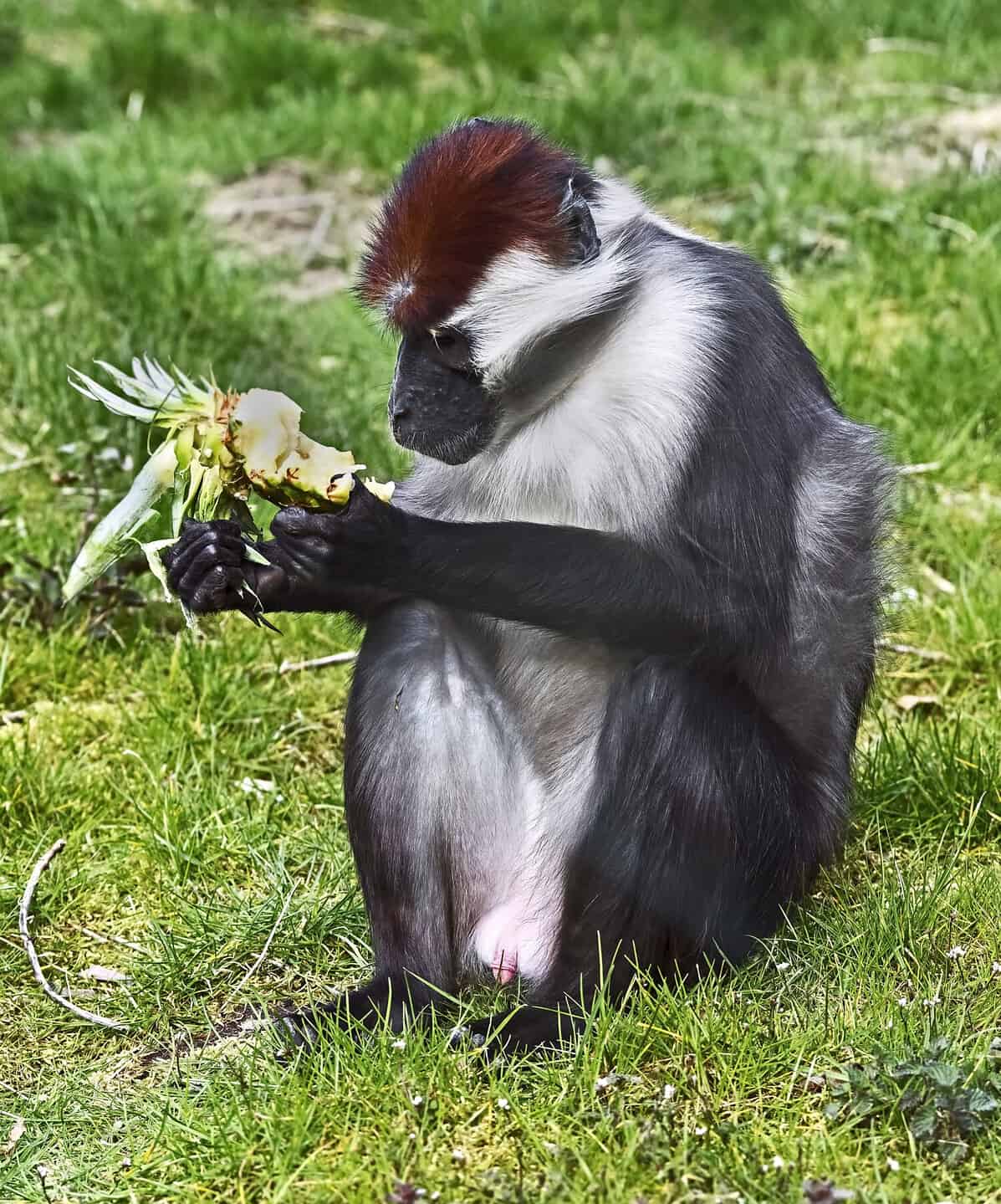 How Monkeys Decide to Cooperate and What It Reveals - A-Z Animals