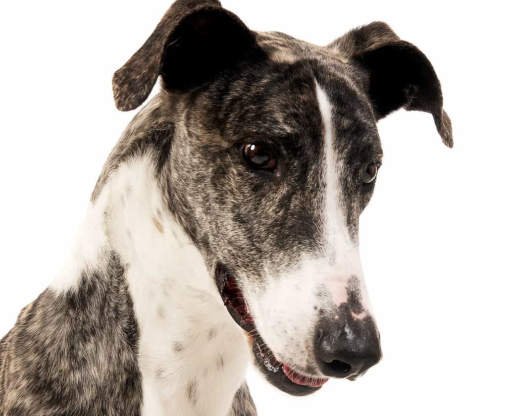The 18 Best Dog Breeds That Can Handle and Thrive in Hot Weather - A-Z ...