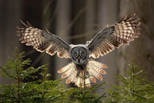 How Smart and Wise Are Owls? Everything We Know About Their ...