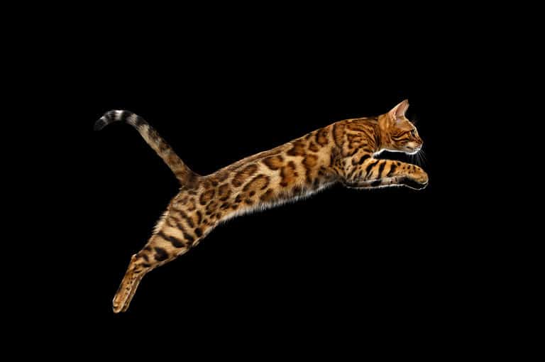 The 9 Spotted Cat Breeds and Where They Came From - A-Z Animals