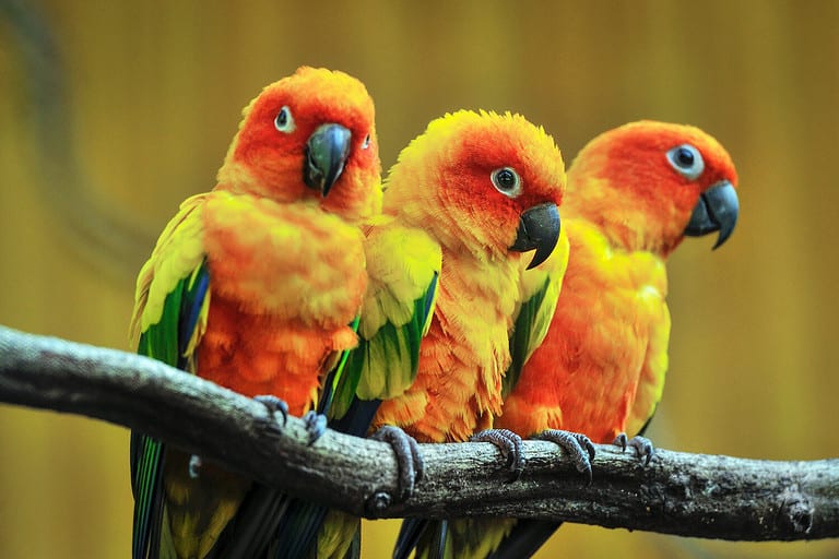 Parrot Colors: Most Common to Rarest - A-Z Animals