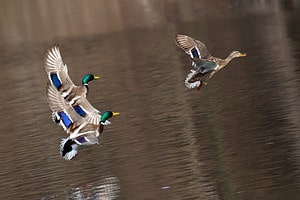Why Do Geese Fly in V Formations? - A-Z Animals