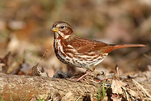 Meet The 19 Incredible Sparrows Found in Michigan - A-Z Animals