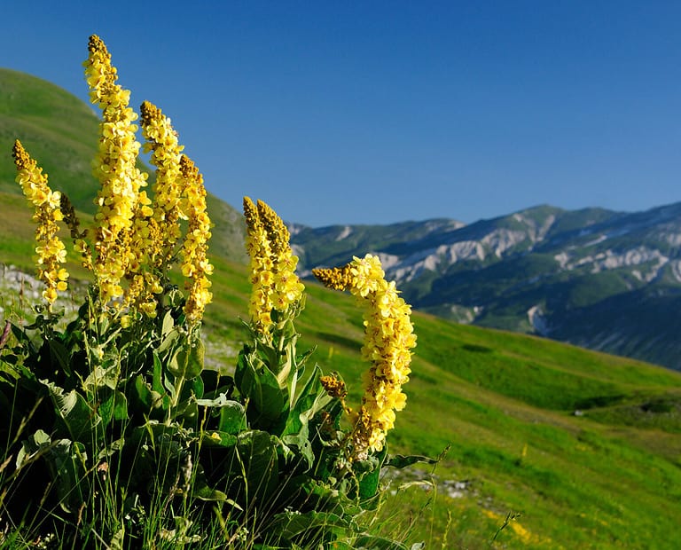 14 Gorgeous Flowers That Start With V - A-Z Animals