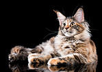 Discover Why Male Tortoiseshell Cats Are So Incredibly Rare - A-Z Animals